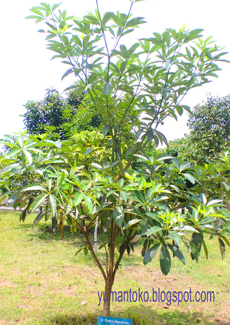 info yummy: Pohon Untuk Menyelamatkan Bumi