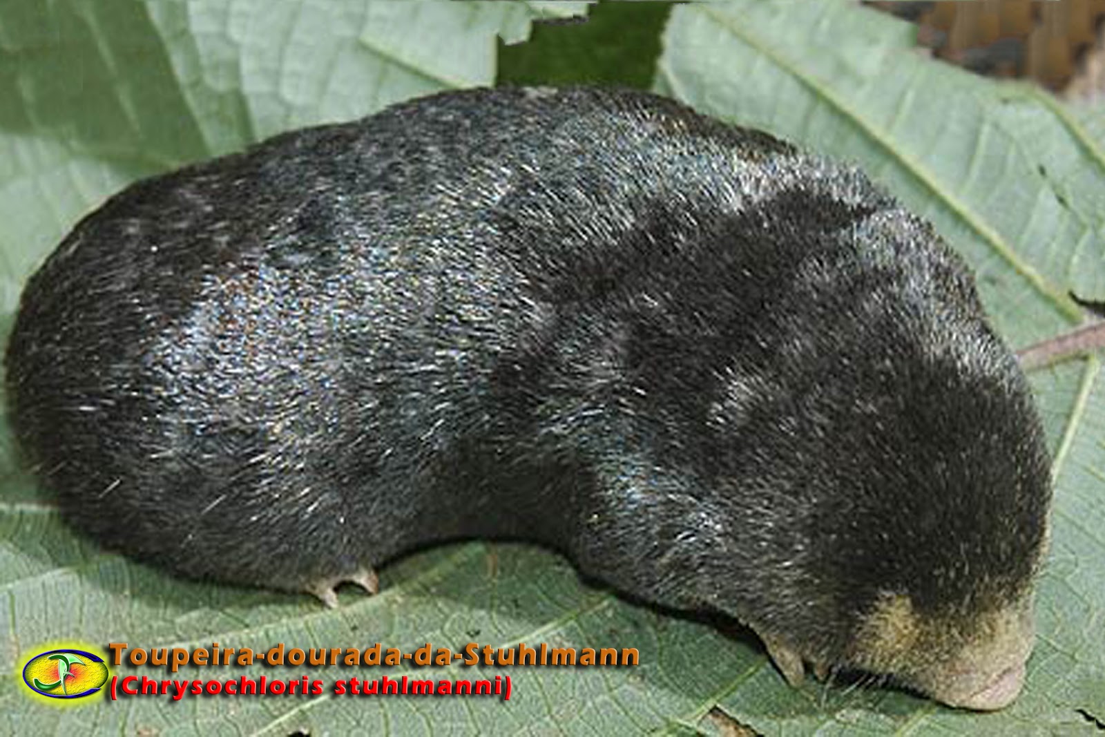 Mamíferos: Toupeira-dourada-de-Stuhlmann (Chrysochloris stuhlmanni)
