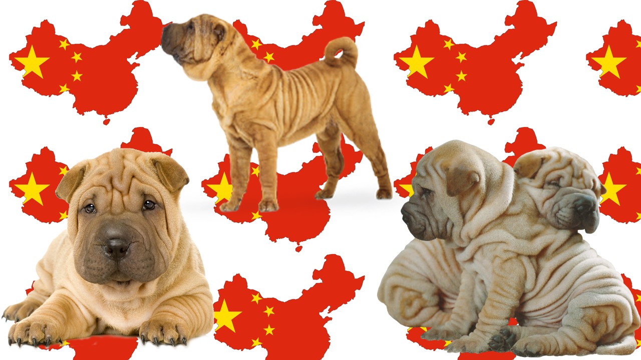 Razas de perros Chinos: Pequeñas, Grandes y Sin Pelo