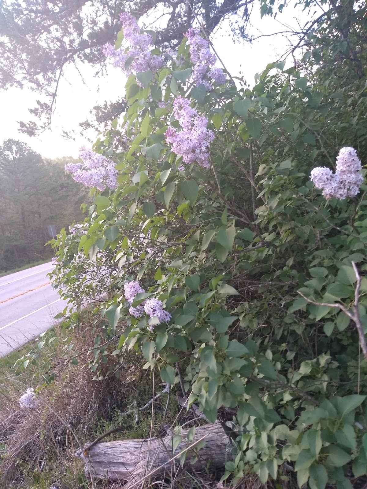 Divinebunbun's Rugged Rural Missouri: 2019