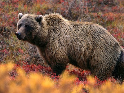 Os Fantásticos Animais do Planeta: Urso-pardo : Um poderoso onívoro!