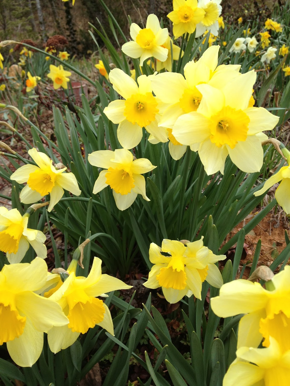 From Marti Michell Quilting Blog: Chart 20, Daffodil, Block #26 in the ...