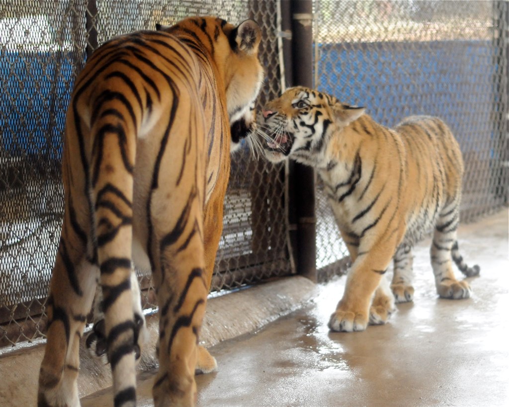 In-Sync Exotics' Cat Tales: 3/25/12 - 4/1/12