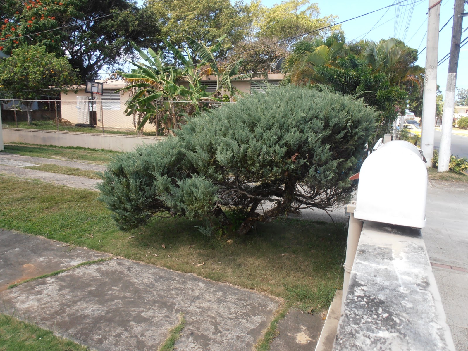 Flora de Puerto Rico Ilustrada Papo Vives: CUPRESSACEAE Juniperus ...