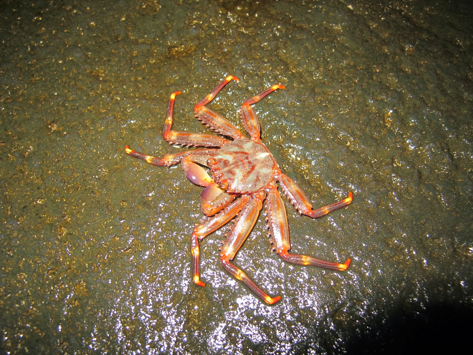 The windy | Kalastus.com