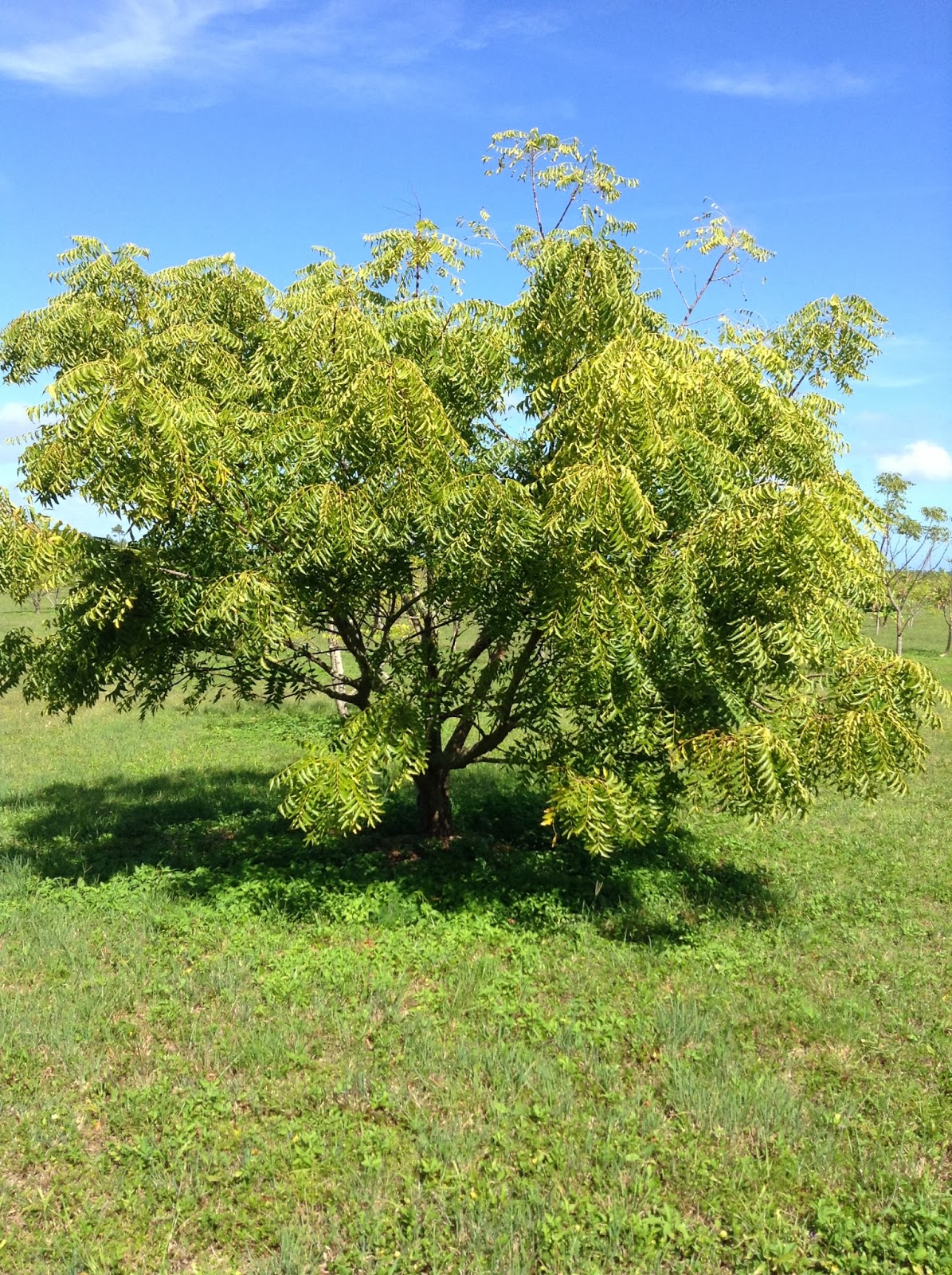 erin's faces: Abaco Neem - Touring a Neem Farm in The Bahamas