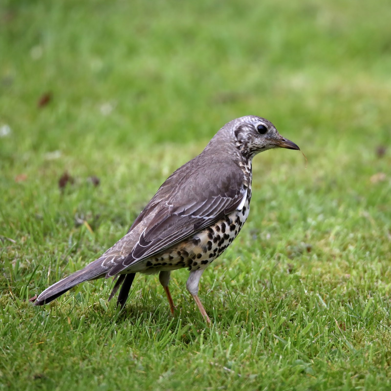 TrogTrogBlog: Mistle thrushes