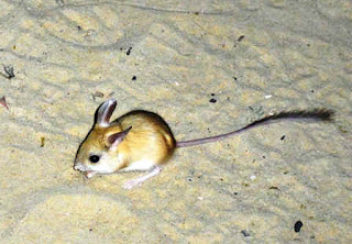 A Kid's Aussie Outback Super Safari