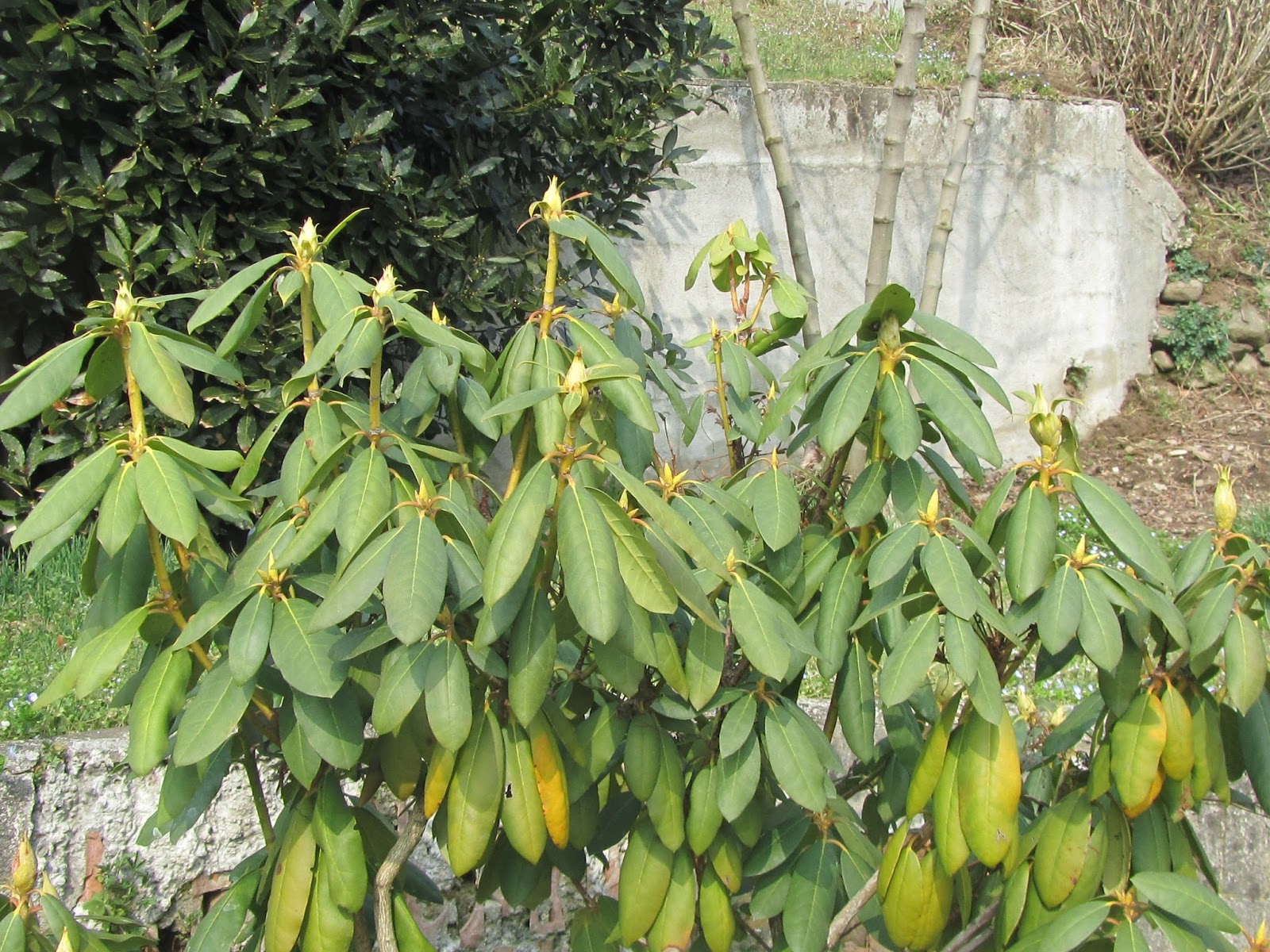Coltivazione del Rododendro (Rhododendron spp.), Dove Piantarli ? | Il ...