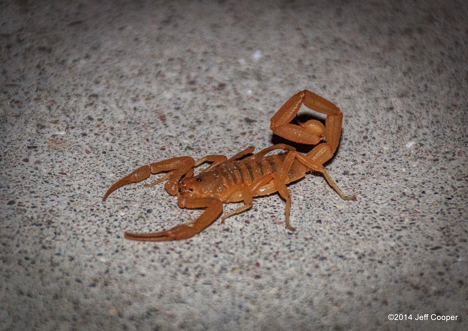 NeoVista Birds and Wildlife: Pirates, Scorpions, and a Group of Harris ...