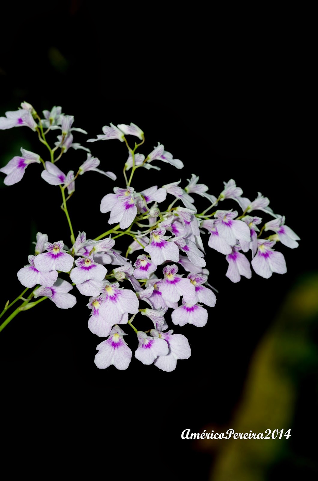 Orquídeas soltas: Ionopsis utricularioides