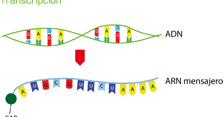 BIOLOGÍA 2: ARN