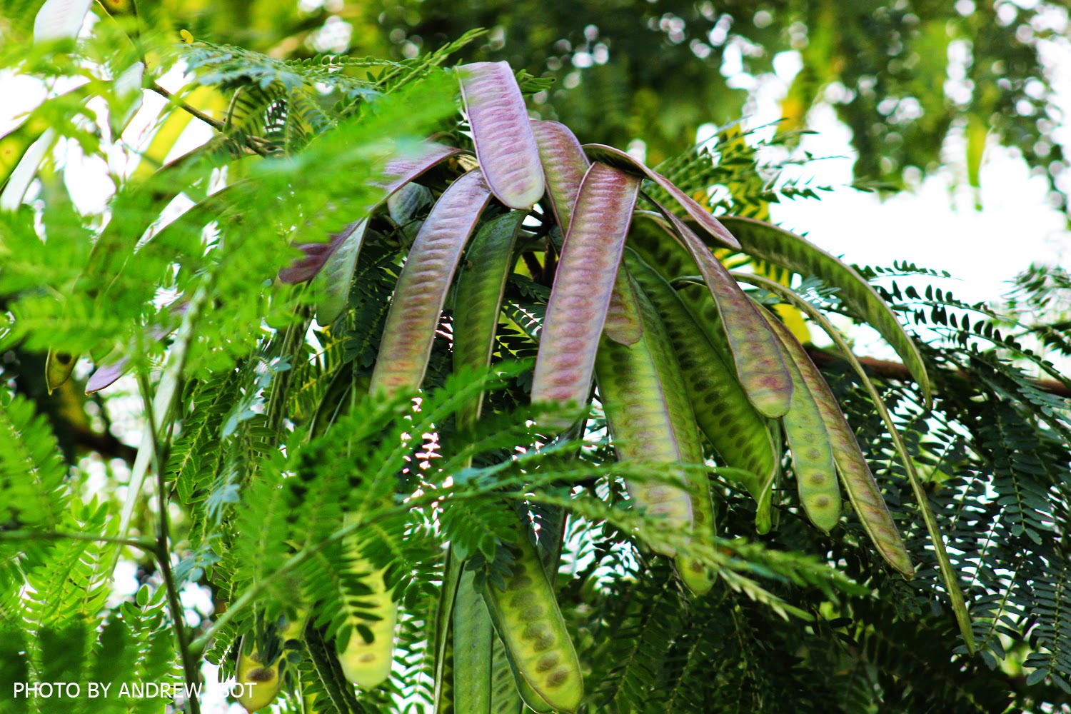 Ako si ANDREW IBOT!: Ipil-ipil (Leucaena glauca L.)