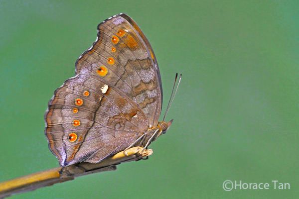 Butterflies of Singapore: Life History of the Chocolate Pansy