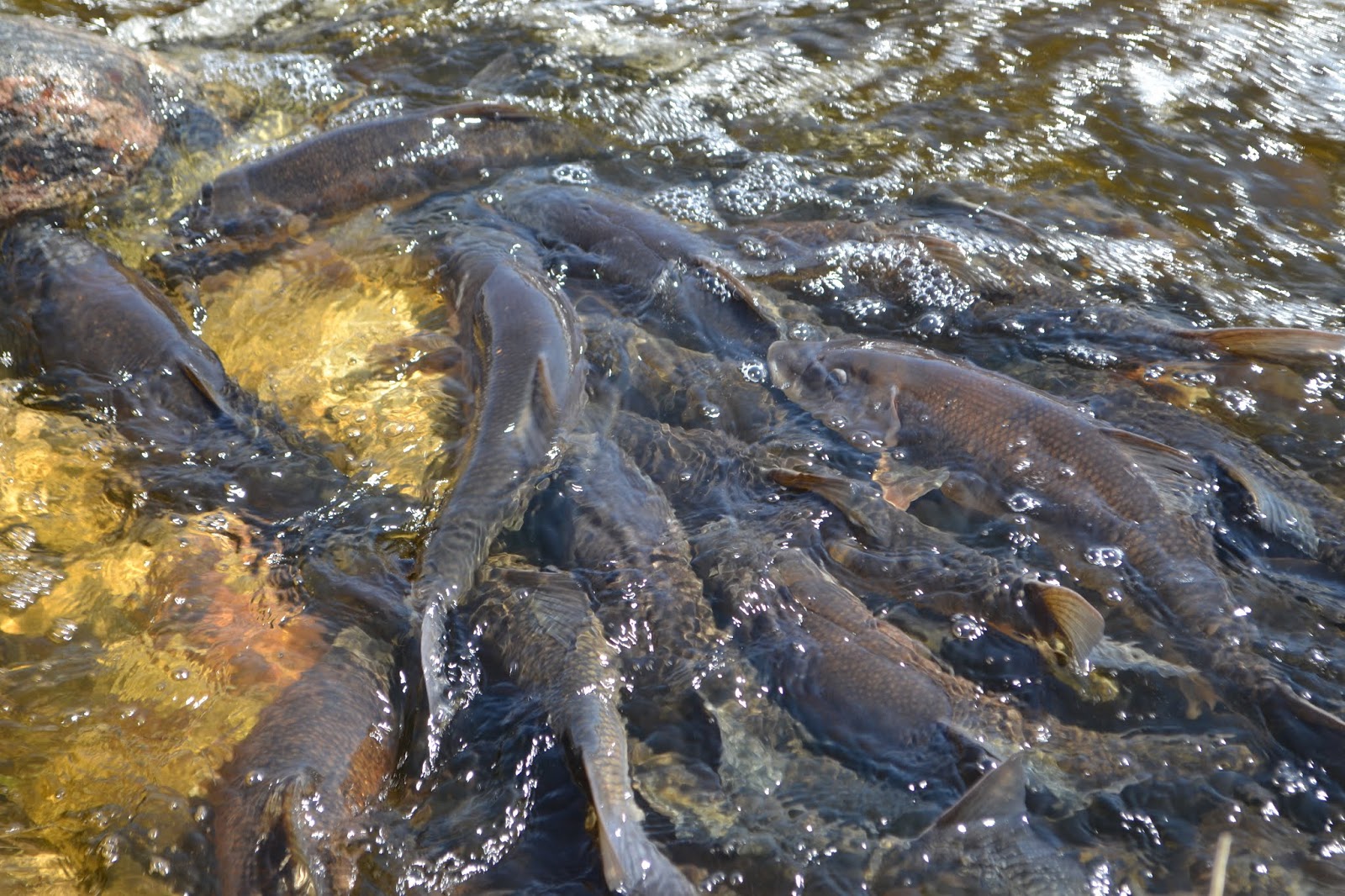 PLANET IN PERIL (PinP) : A massive die-off of fish in Shoal Lake, in ...