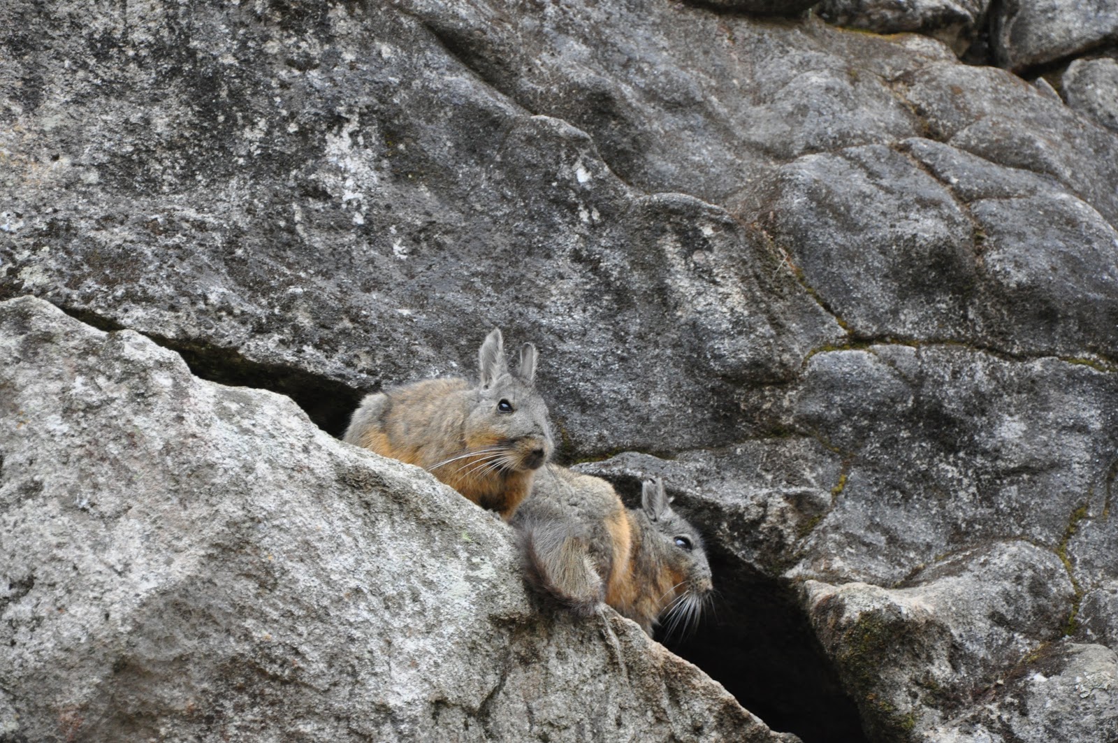 Travels with rarecat: Machu Picchu - flora and fauna, the "locals"