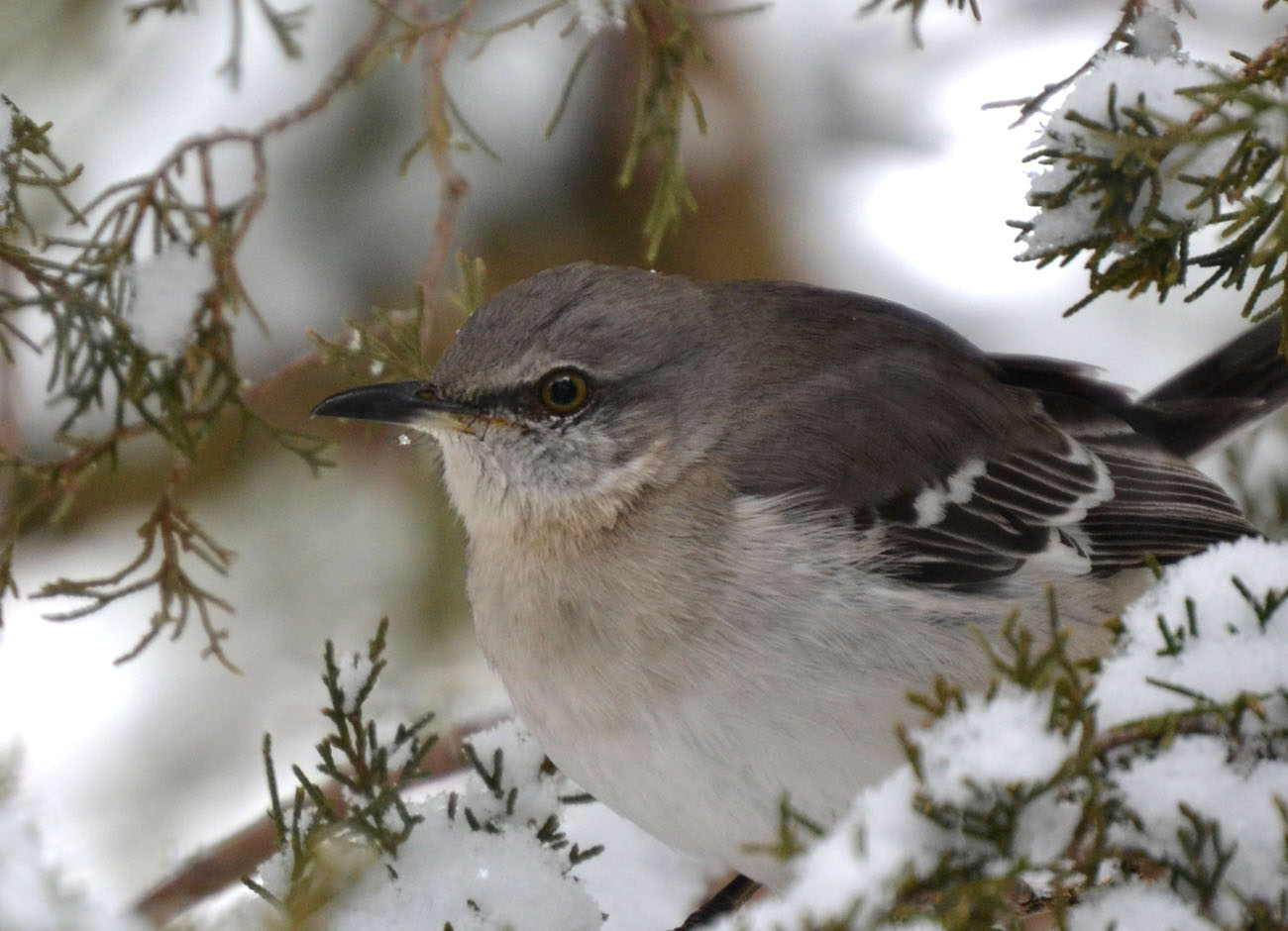 Woods Walks and Wildlife: Surprise Snow, and Birds All Over