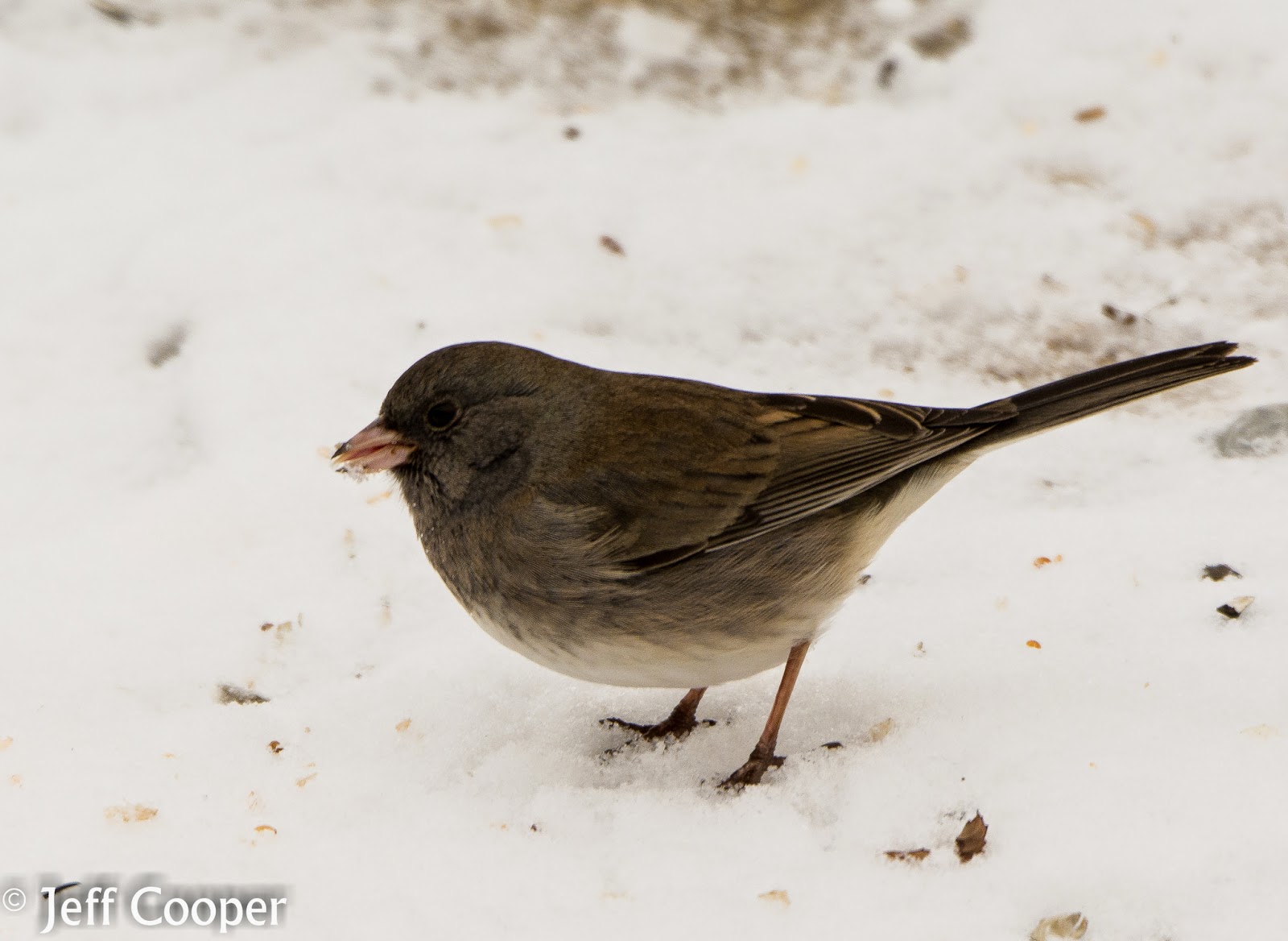 NeoVista Birds and Wildlife: A Treasure Among Juncos: Female Slate-colored