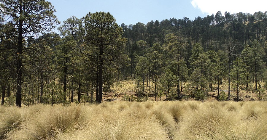 EcoPlaneta Realidades : Pico de Tancítaro: cumple 15 años como Área de ...