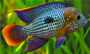 GOLD FISH: GREEN TERROR