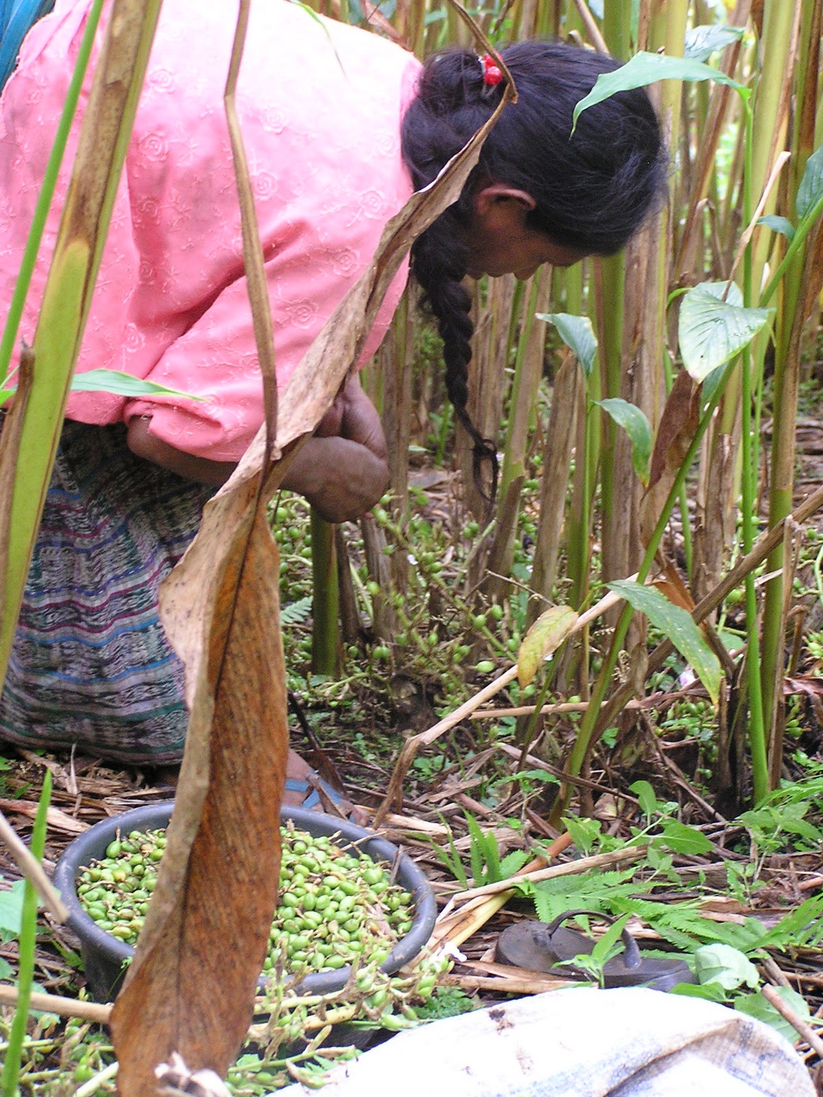 BA in Guate: Harvest [Cardamom]