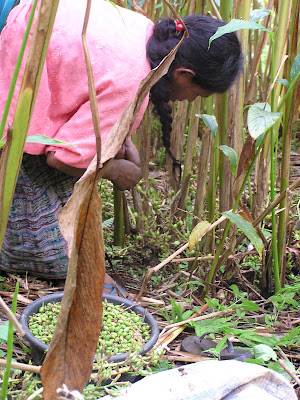 BA in Guate: Harvest [Cardamom]