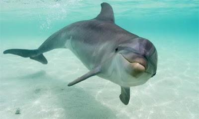 Unique Characteristics of Bottlenose Dolphin | Bottlenose Dolphins Facts