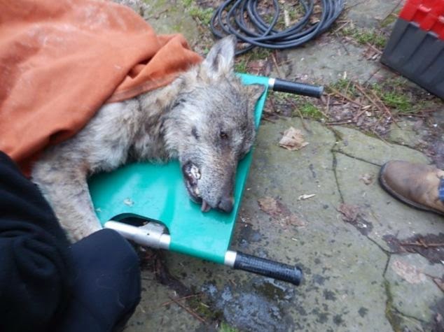 White Wolf : 5 Heartwarming Wolf Rescues That Will Restore Your Faith ...