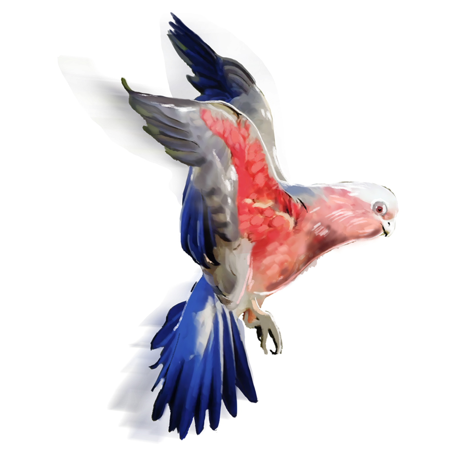 Png bird For picsart editing