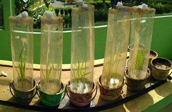 Pengalaman Magang Di Balittro - Zedo Petani Berdasi