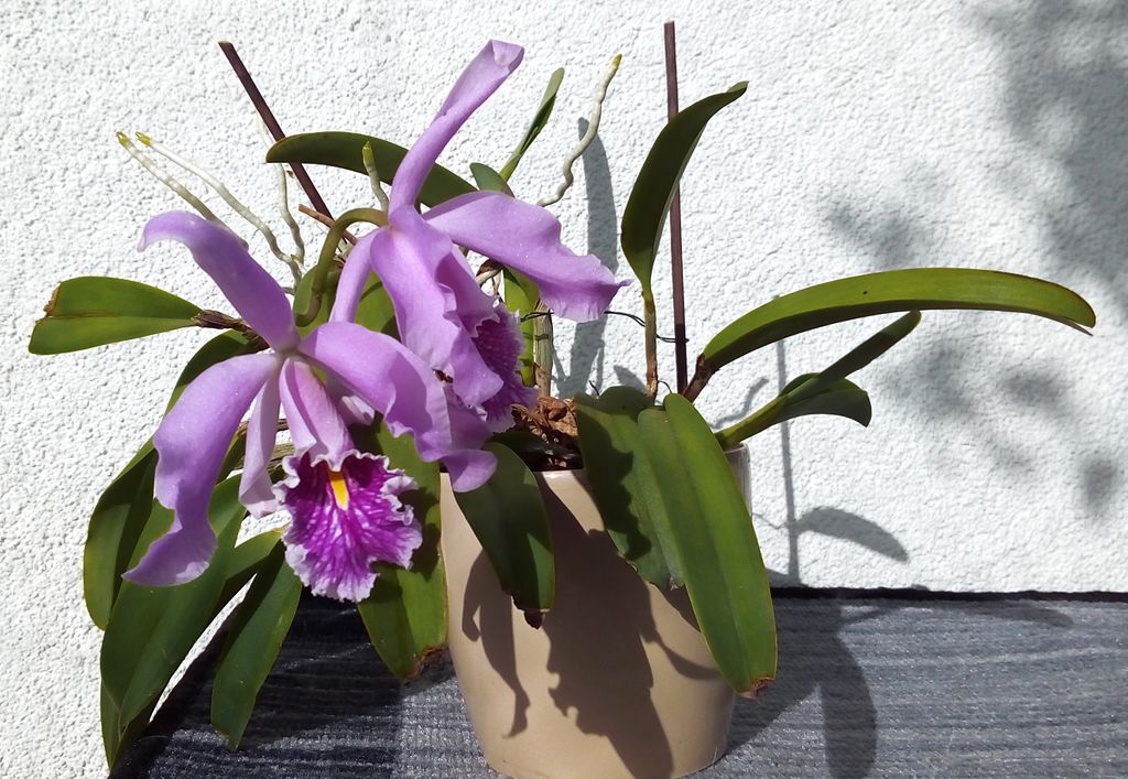Grow and care Cattleya maxima orchid - Cattleya malouana - Epidendrum ...