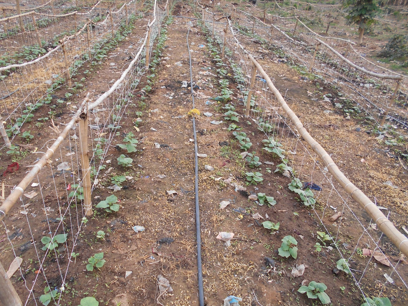 CUCUMBER CULTIVATION DICTIONARY (Part 1) | HYBRID VEGGIES