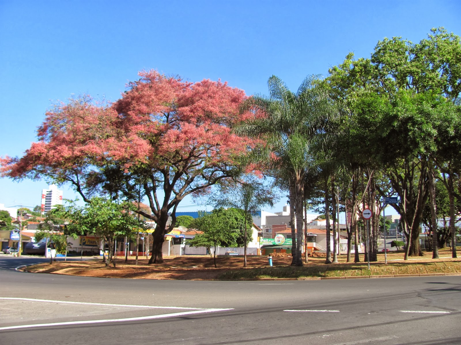 Clicks - Verdes: Cassia Grandis.....vulgo Cassia Rosa, Marimari