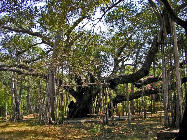 Trees Planet: Ficus benghalensis - Banyan Tree