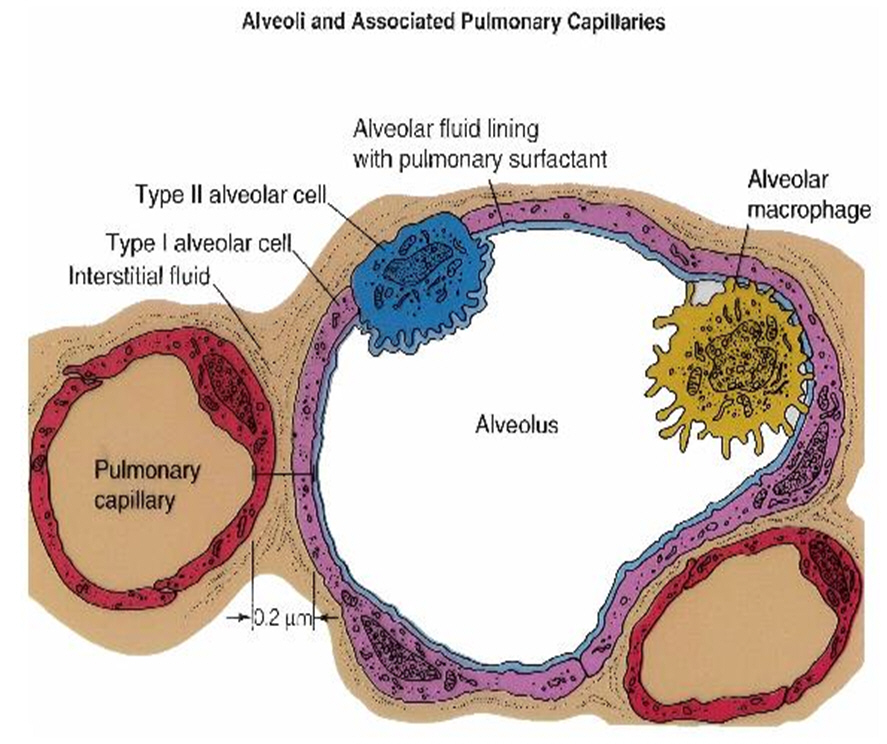 Patología : APARATO RESPIRATORIO: INTRODUCCIÓN
