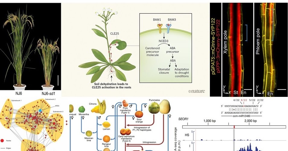 Plant Biology Highlights: Nature Articles 2018