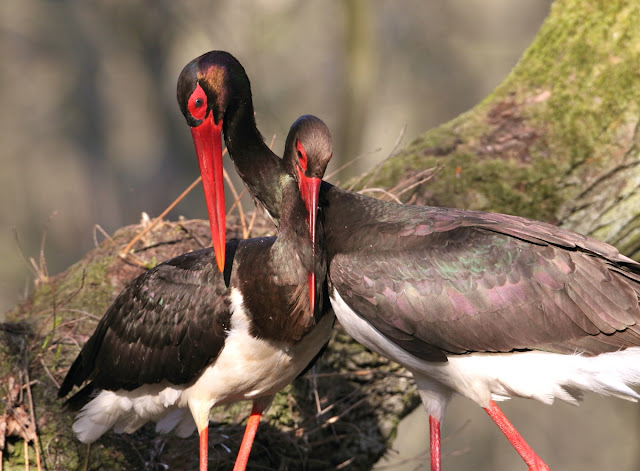 BLACK STORK & RAPTOR IMPRESSIONS: Crazy Black Stork ringing tour ...