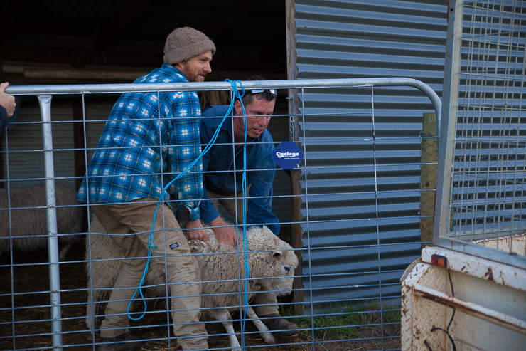 Foxs Lane: catching sheep in 25 steps