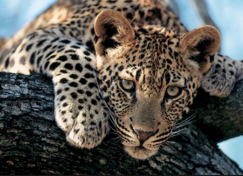 Inilah 5 Perbedaan Harimau dan Macan yang perlu diketahui