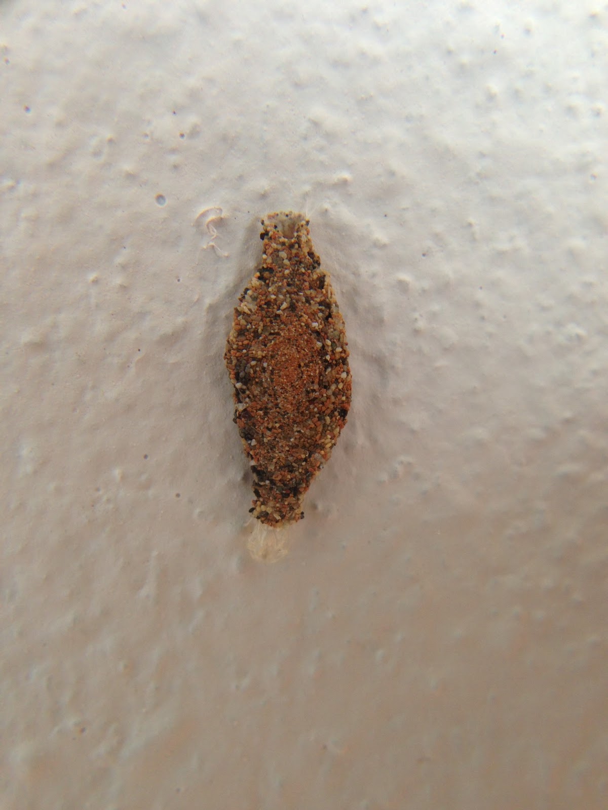 Puerto Rico Insects That Bite