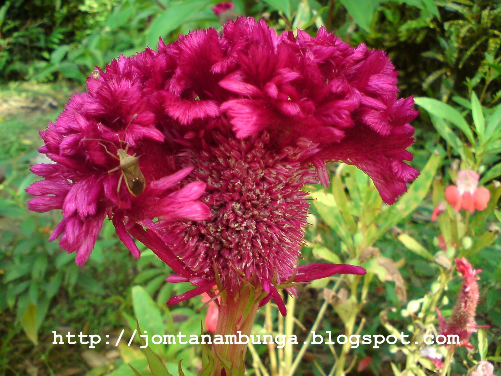 Jom Tanam Bunga: Album Bunga