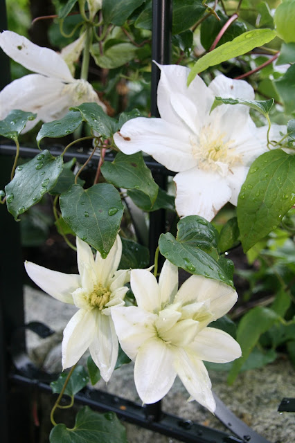 Kreativ Lycke: Pioner, Roser og Klematis