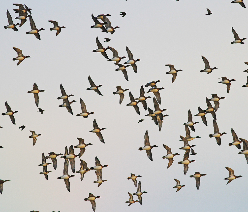CAMBRIDGESHIRE BIRD CLUB GALLERY: Mixed Duck Flock