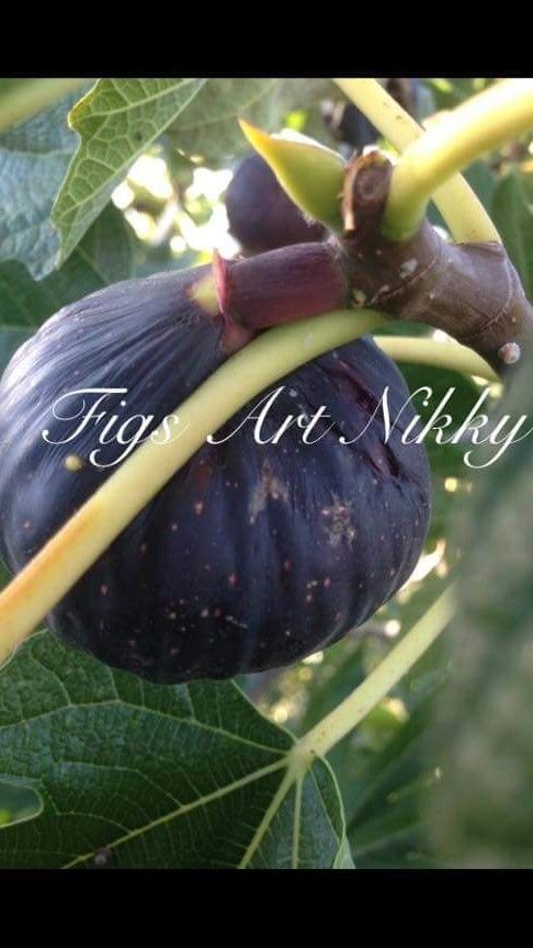 Seattle Garden & Fruit Adventures: Collecting the Rare Fig Varieties