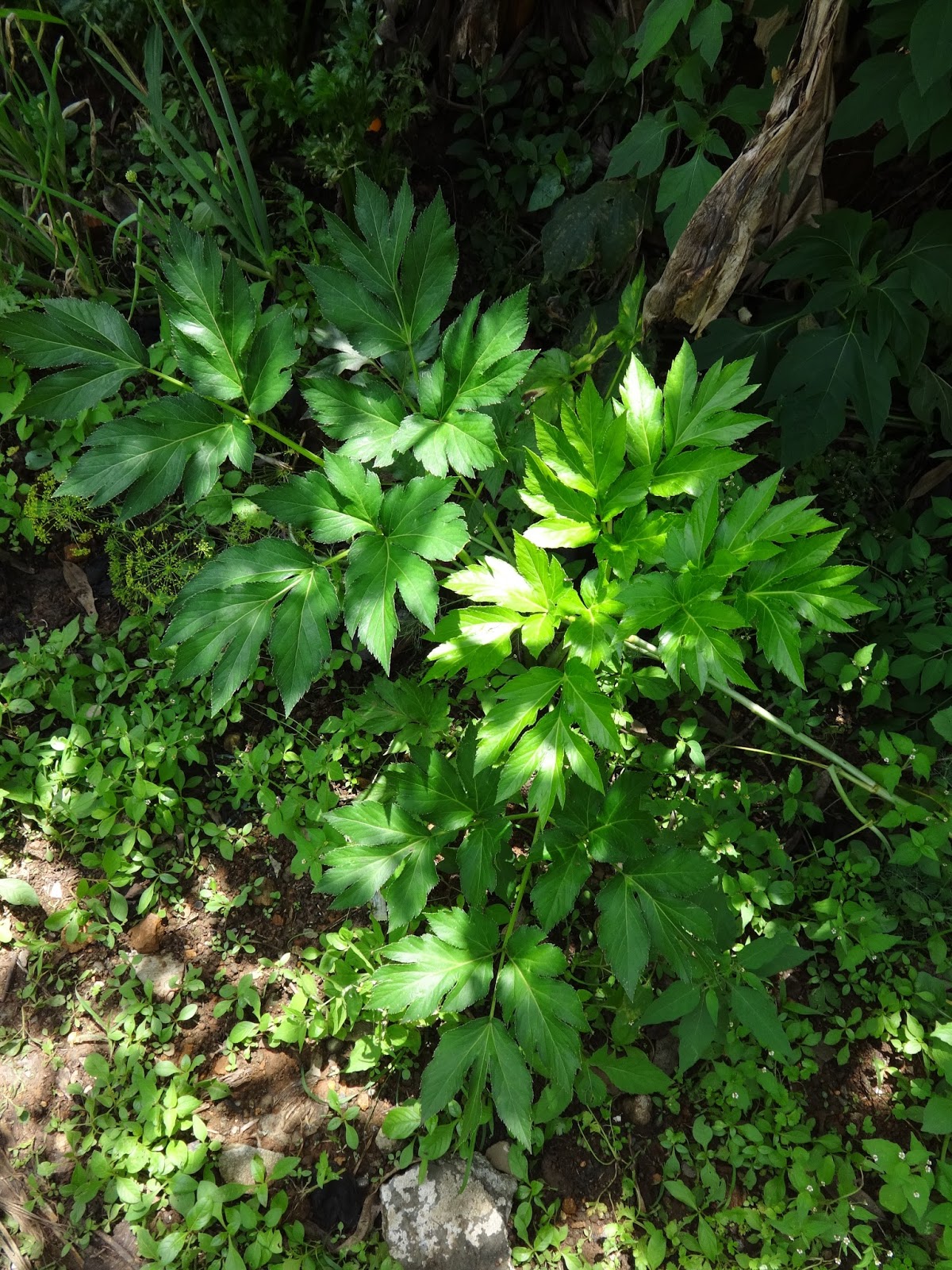 Herbs from Distant Lands: Angelica keiskei - Ashitaba, Tomorrow's Leaf