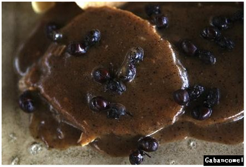 Snek Semut Dari Colombia - Gaban Comel