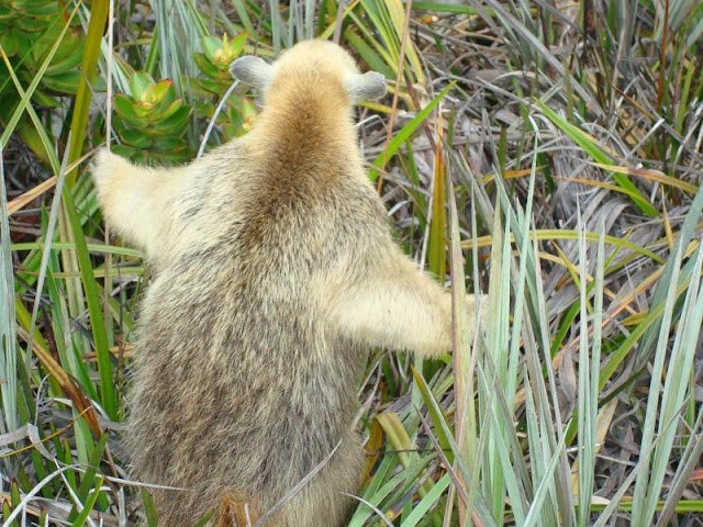 Large mammals on the summit of Auyan Tepui: The order Pilosa on the tepuis.