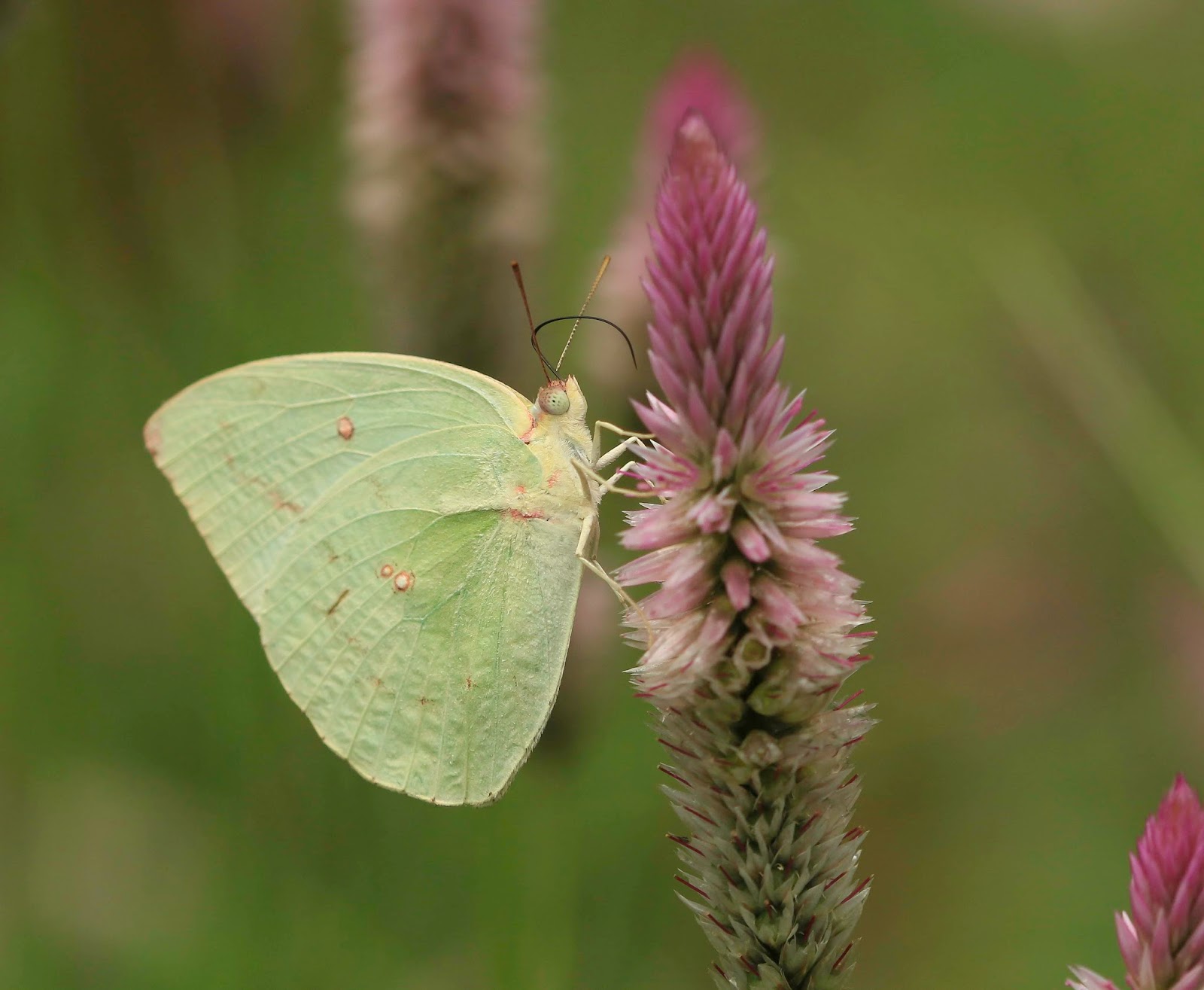 Butterflies of Vietnam: 234. Catopsilia pomona pomona (The Lemon Emigrant)