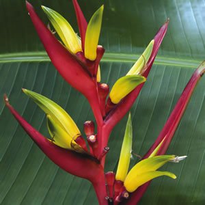 Flora de Puerto Rico Ilustrada Papo Vives: HELICONIACEAE HELICONIA SUBULATA