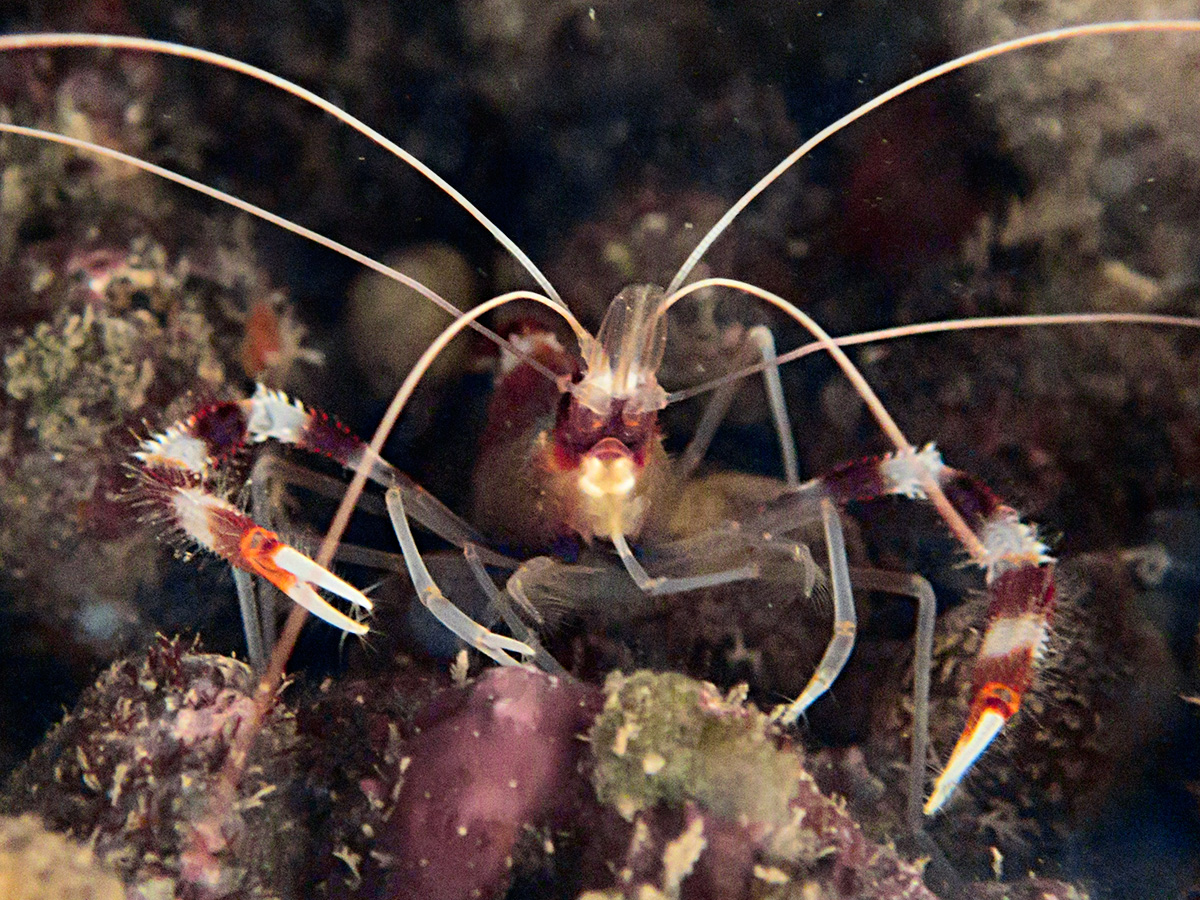 The Adventures of Maui Don - Dolphin Dude: Cleaner Shrimp